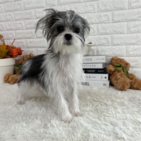 슈나우저땡구 강아지책임분양 강아지분양 고양이분양 컴투펫 시츄 셔틀랜드쉽독 말티푸 미니핀 치와와 요크셔테리어 포메라니안 말티즈 분양