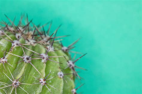 파란색 바탕에 뾰족한 선인장에 선인장 또는 다 즙의 추상 클로즈업 선인장에 대한 스톡 사진 및 기타 이미지 선인장 컷아웃 0명 Istock