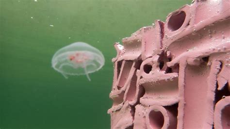 Alice Godwin On Linkedin Superflex On Building An Underwater City For