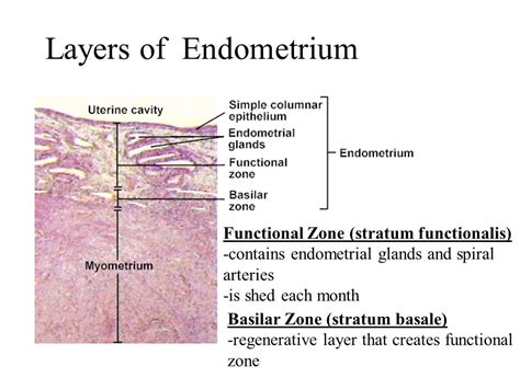 Stratum Functionalis