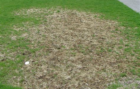 Lawn Grub Control Maccotter Pest Control 1300 366 627