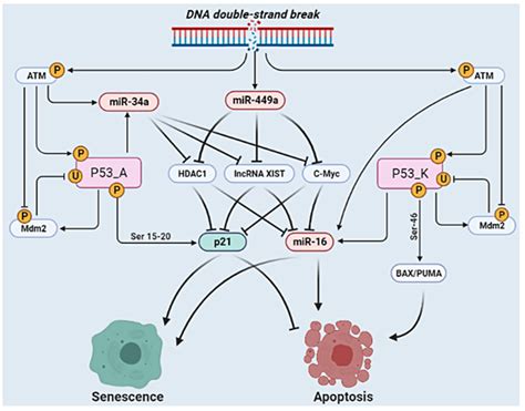 Biology Free Full Text A Boolean Model Of The Proliferative Role Of The Lncrna Xist In Non