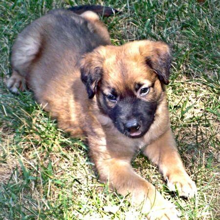German Shepherd Chow Lab Mix German Shepherd Chow Lab Mix