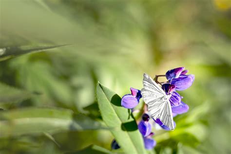 화창한 여름날에 보라색 루핀 꽃에 흰 나방 그린 가든의 보케 복사 공간 텍스트 공간 템플릿 레이아웃 모형 곤충에 대한 스톡 사진 및 기타 이미지 Istock