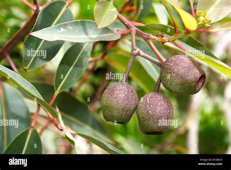 Australian Gum Nuts And Leaves Australian Native Flowers OFF