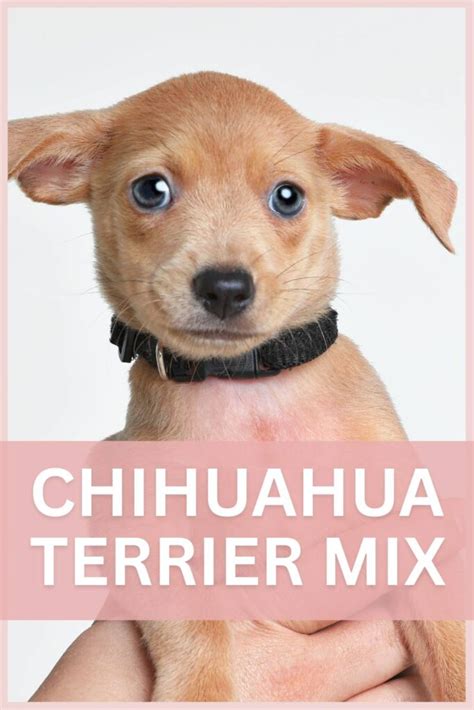 Chihuahua Mix Con Terrier Chihuahua Züchter In Deutschland