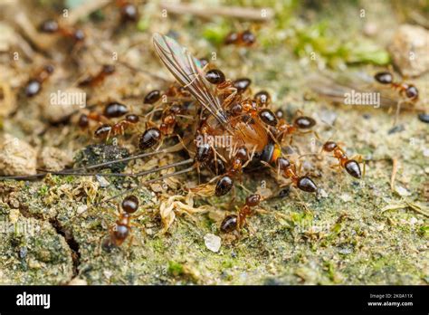 Crazy Ant Nylanderia Flavipes Workers Swarm Over A Dead Fly Stock