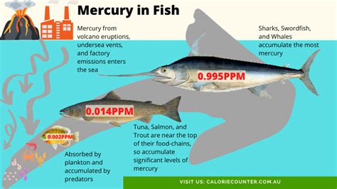Mercury In Fish Calcount Calorie Counter