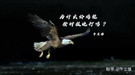 杂说为什么公鸡能按时报晓打鸣 知乎