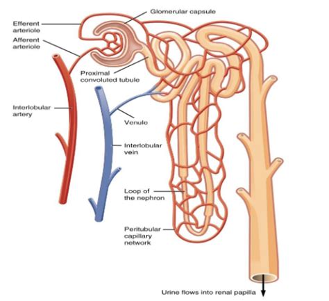 Briefly Describe The Structure And Functions Of The Nephron With A Neat Labelled Diagram