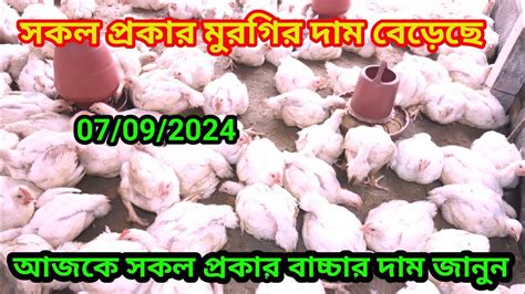 07 09 2024 আজকে ব্রয়লার মুরগির দাম জানুন। আজকে সকল প্রকার মুরগি ও বাচ্চার পাইকারি দাম জানুন
