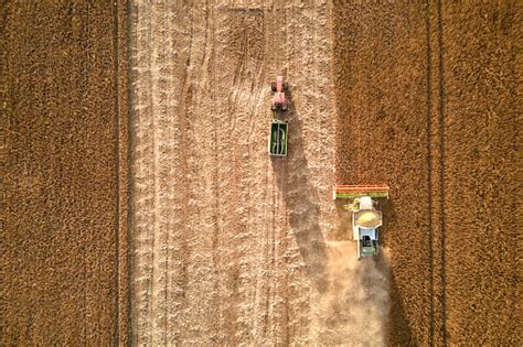 큰 잘 익은 밀 밭에서 수확 시즌 동안 작업 결합 수확기와화물 트레일러의 공중 보기 원시 곡물 개념의 농업 및 운송 0명에 대한 스톡 사진 및 기타 이미지 Istock