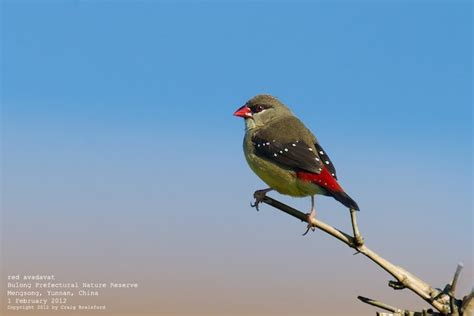 Red Avadavat