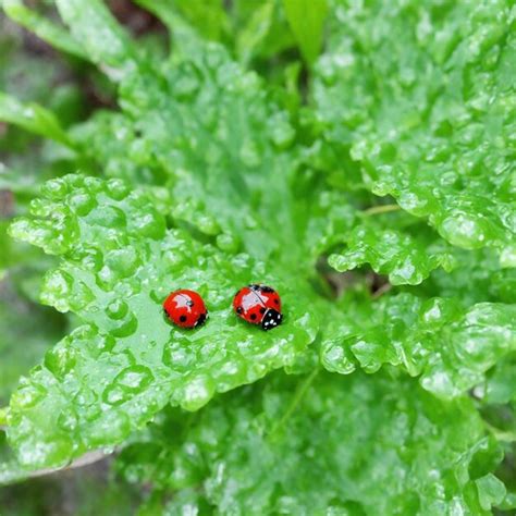Premium Ai Image Spotted Ladybug Crawls On Wet Green Leaf