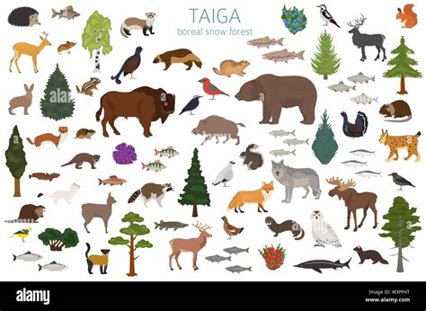 Coniferous Forest Plants And Animals