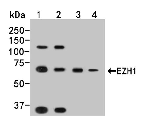 Ezh1 Polyclonal Antibody Ha500184