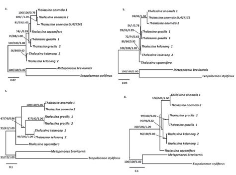 The 50 Majority Rule Consensus Tree Resulting From Maximum Likelihood Download Scientific