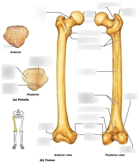 Labeling The Femur Diagram Quizlet