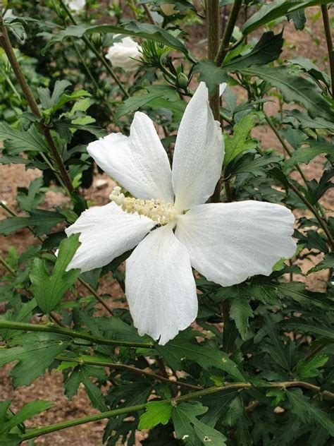 [플가] 무궁화 다마우사기 Hibiscus Syriacus Tamausagi