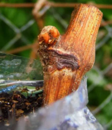 유한양행 주가 전망 투자 분석 및 실적 발표 2024년