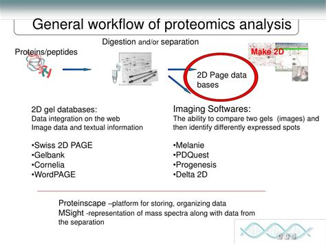 Ppt “proteomics And Bioinformatics” Powerpoint Presentation Id6590358