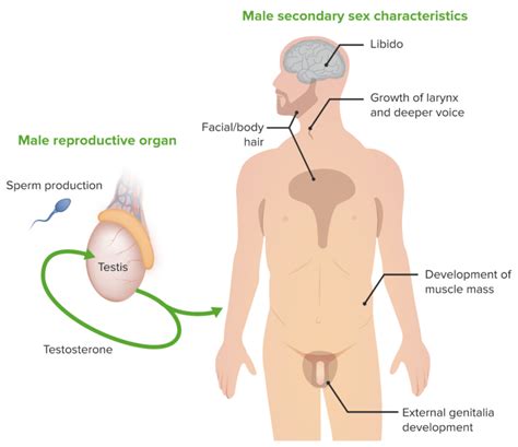 Determinación del Sexo Concise Medical Knowledge