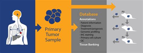 The Beginners Guide To Patient Derived Xenograft Pdx Models