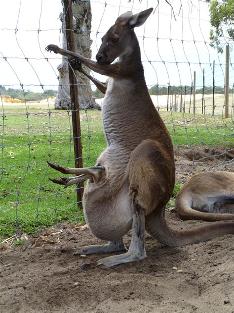 Big Kangaroo In Pouch At Charlie Mummery Blog