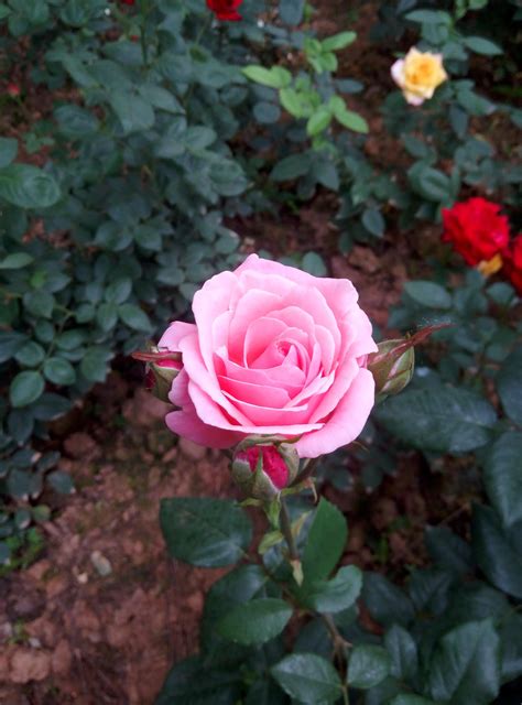 Discover More Like Flower Flower And Related Content Scrolller