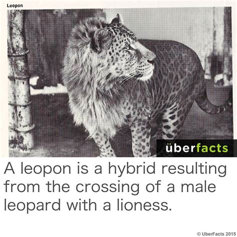 A Leopon Is A Hybrid Resulting From The Crossing Of A Male Leopard With