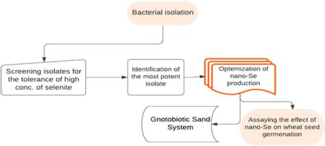 Figure 1 From Biosynthesis Of Nano Selenium And Its Impact On Germination Of Wheat Under Salt