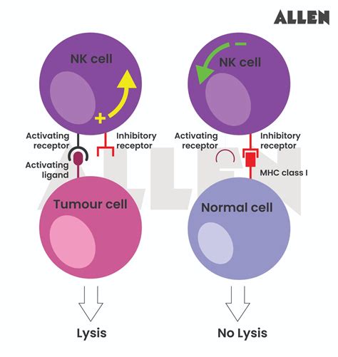 Lymphocytes Definition Diagram And Function