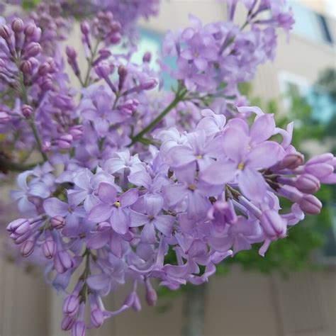 💕💎💕 라일락 향기가 발을 잡네요~ ~푹 빠졌어요~ 자연풍경 캐시피드