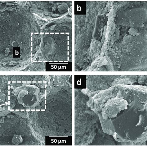 Sem Micrographs Of The Cell Wall Of Porous Al Composites With Ab 12 Download Scientific