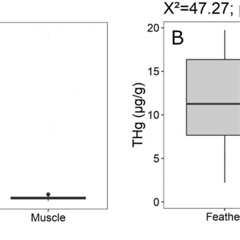 Concentration Of Total Mercury Thg In Tissues From C Americana