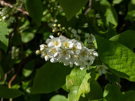 Close Up Shot Of White Flowers Of Small Tree The Bird Cherry Hackberry