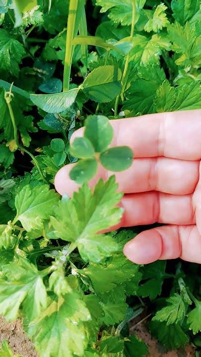 다섯잎여섯잎클로버~~끝까지 보세요 Youtube