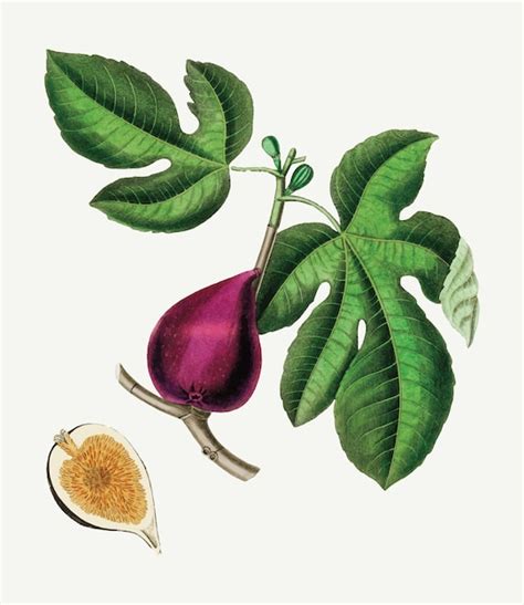 Premium Vector Vintage Fig Illustration From A Botanical Encyclopedia