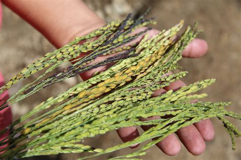 Home Crop Wild Relatives
