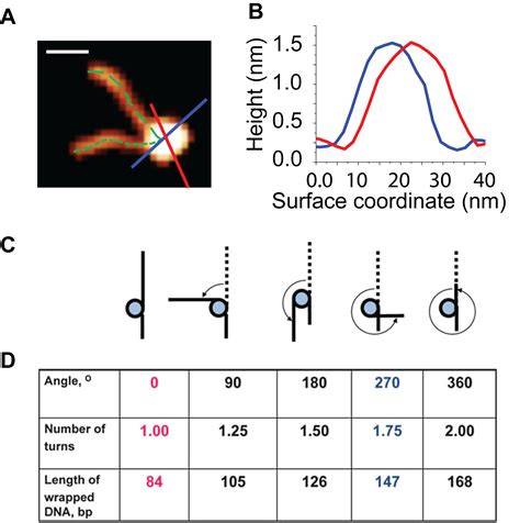 Probing The Structure And Dynamics Of Nucleosomes Using Atomic Force