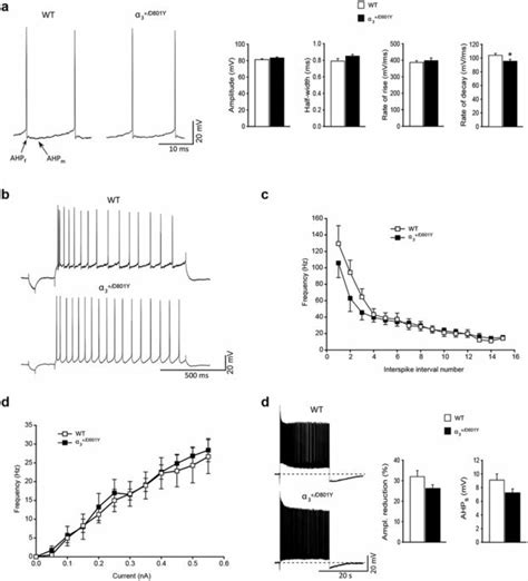 Electrophysiological Characterization Of Hippocampal Network