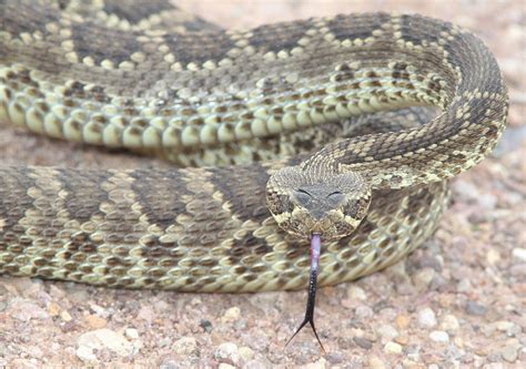 Víbora De Cascabel Del Altiplano Crotalus Scutulatus Picture Nature