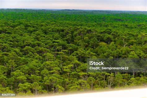 필의 모래 언덕 유럽에서 가장 높은 모래 언덕의 아름 다운 보기 관광에 대한 스톡 사진 및 기타 이미지 관광 노랑 대형 Istock