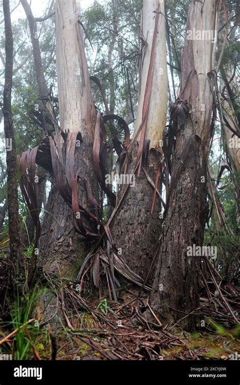 Three Stringy Bark Eucalyptus Tree Trunks With Peeling Bark And