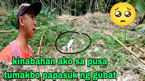 Pusa Tumakbo Sa Papasuk Na Masukal Na Kawayan Biglang Nawala Youtube