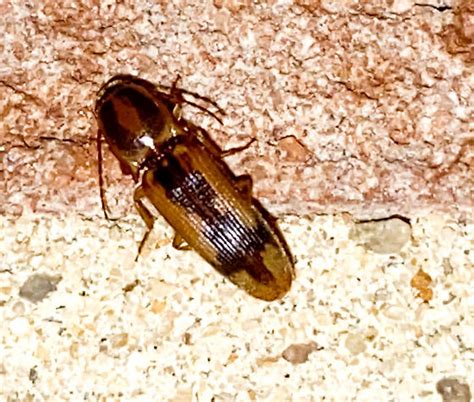 Maybe Conoderus Vespertinus Tobacco Wireworm Monocrepidius Vespertinus Bugguide Net