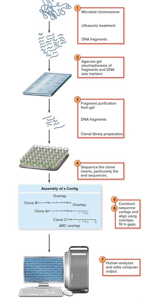 Hanaa Fayed On Linkedin Whole Genome Shotgun Sequencing ‼️ Shotgun Sequencing Can Be Broken Down…