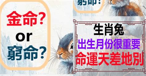 生肖兔：金命還是窮命？出生在這幾個月很關鍵！命運天差地別！ Page 3 Of 3 好運發財網