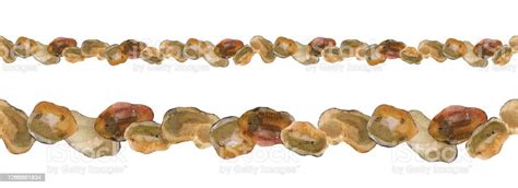 흰색으로 분리 된 원시 껍질을 벗기지 않은 감자의 원활한 테두리 수채화 일러스트레이션 가을에 대한 스톡 벡터 아트 및 기타