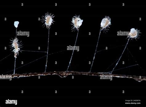 Lacewing Eggs Hatching Larvae Hatching From A Cluster Of Eggs Laid By